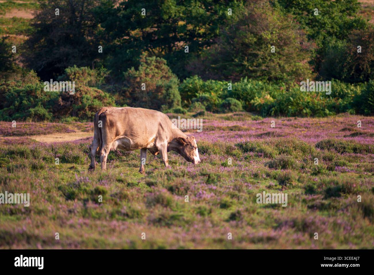 New Forest cow in purple heather during dry summer, August 2025 ...