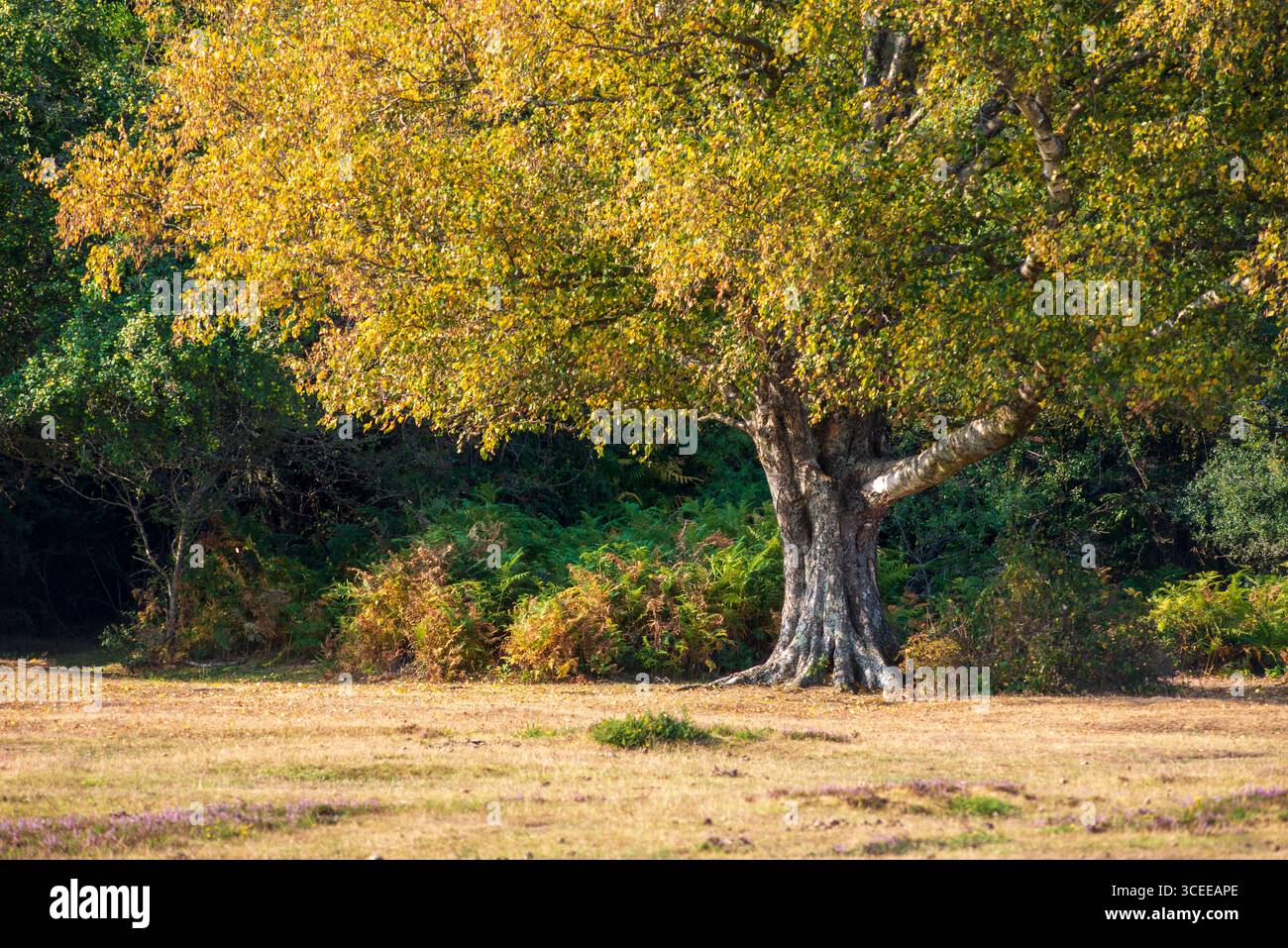 Mature silver birch tree (Betula pendula) dropping leaves in dry summer ...