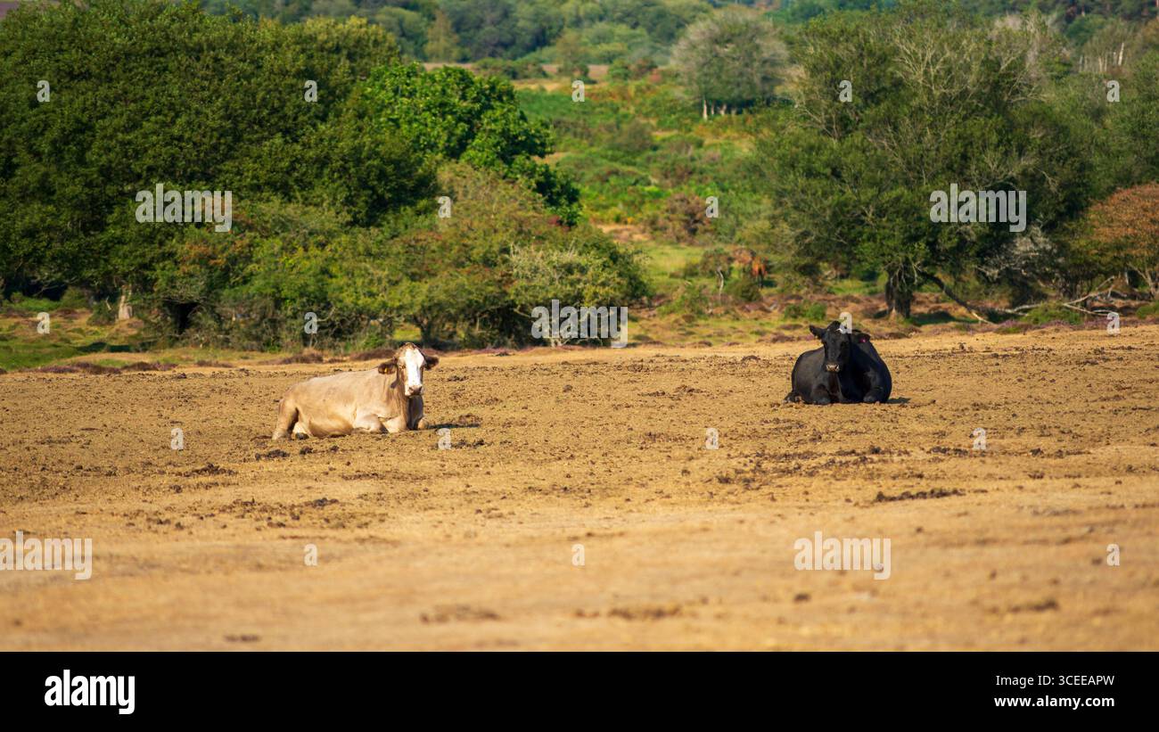 Cows lying down on parched, dusty ground in the New Forest, during dry ...