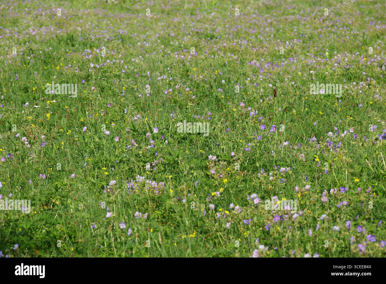 Wildflowers blooming in summer hi-res stock photography and images - Alamy