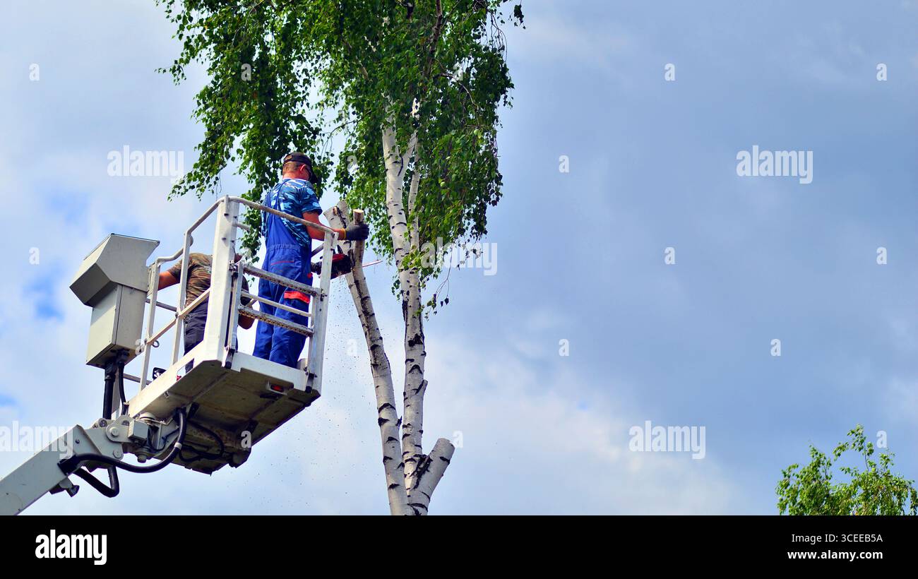 Woodcutter working on heights on a lift. Process of tree trunk pruning ...