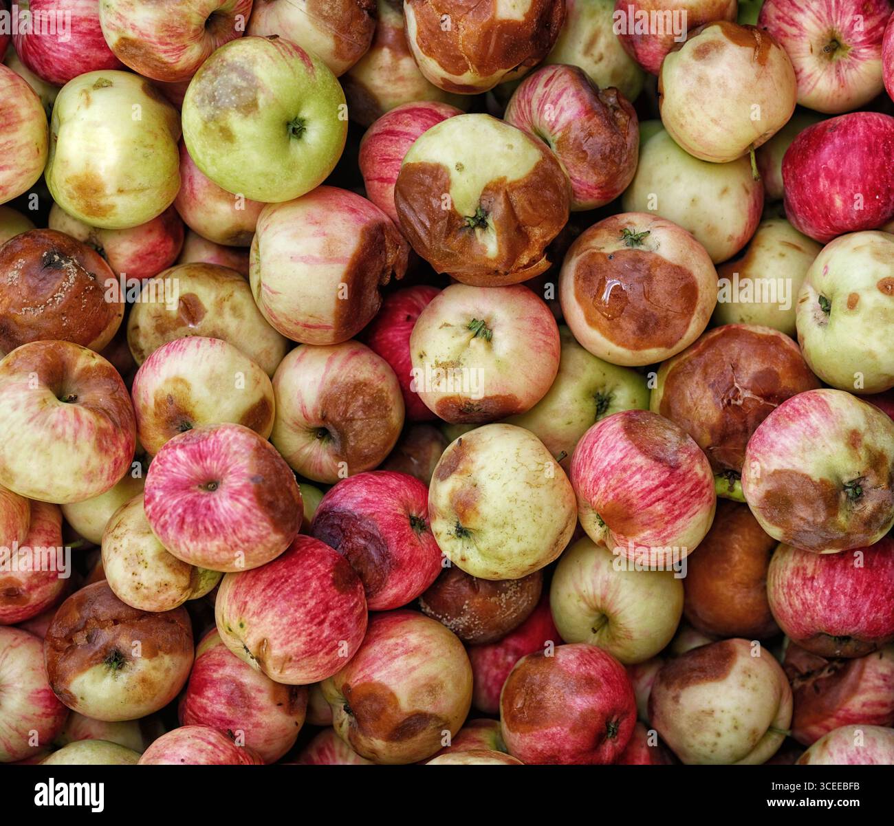 A pile of rotten apples. Close up Stock Photo - Alamy