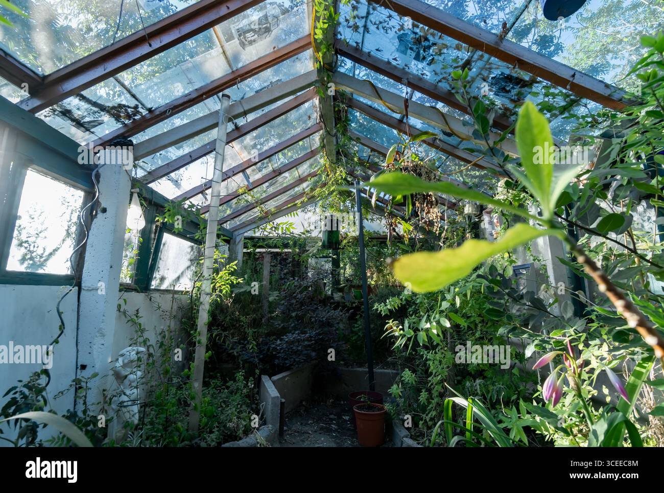 Chaotic yet charming DIY greenhouse filled with plants, symbol of urban ...