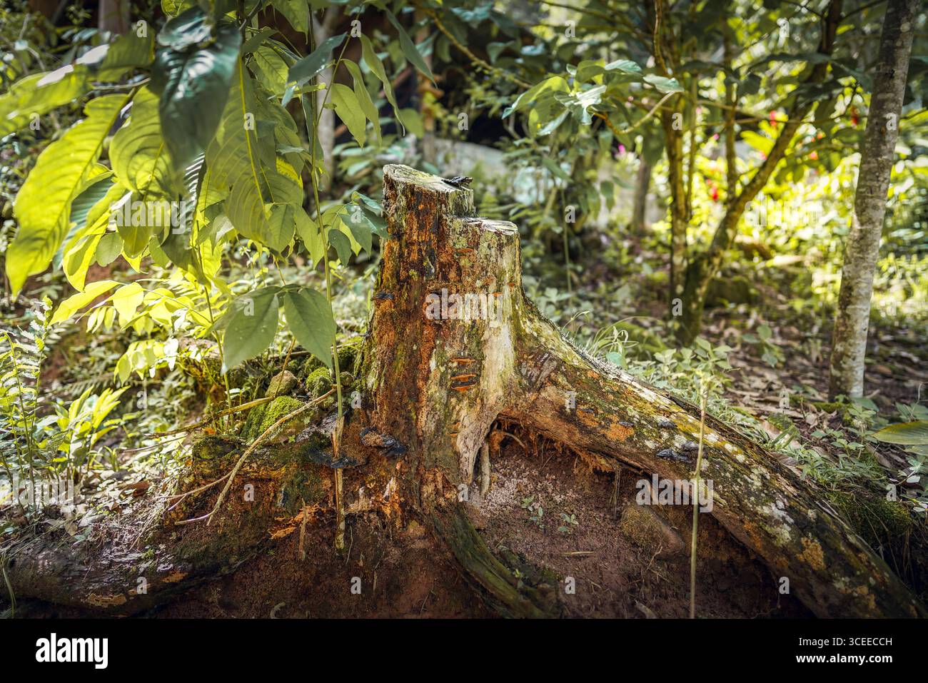 Tree stump covered with moss and plants in Chanchamayo jungle, showing ...