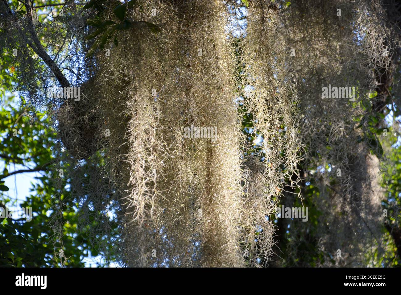 Spanish Moss from the South Carolina lowcountry is an iconic symbol of ...