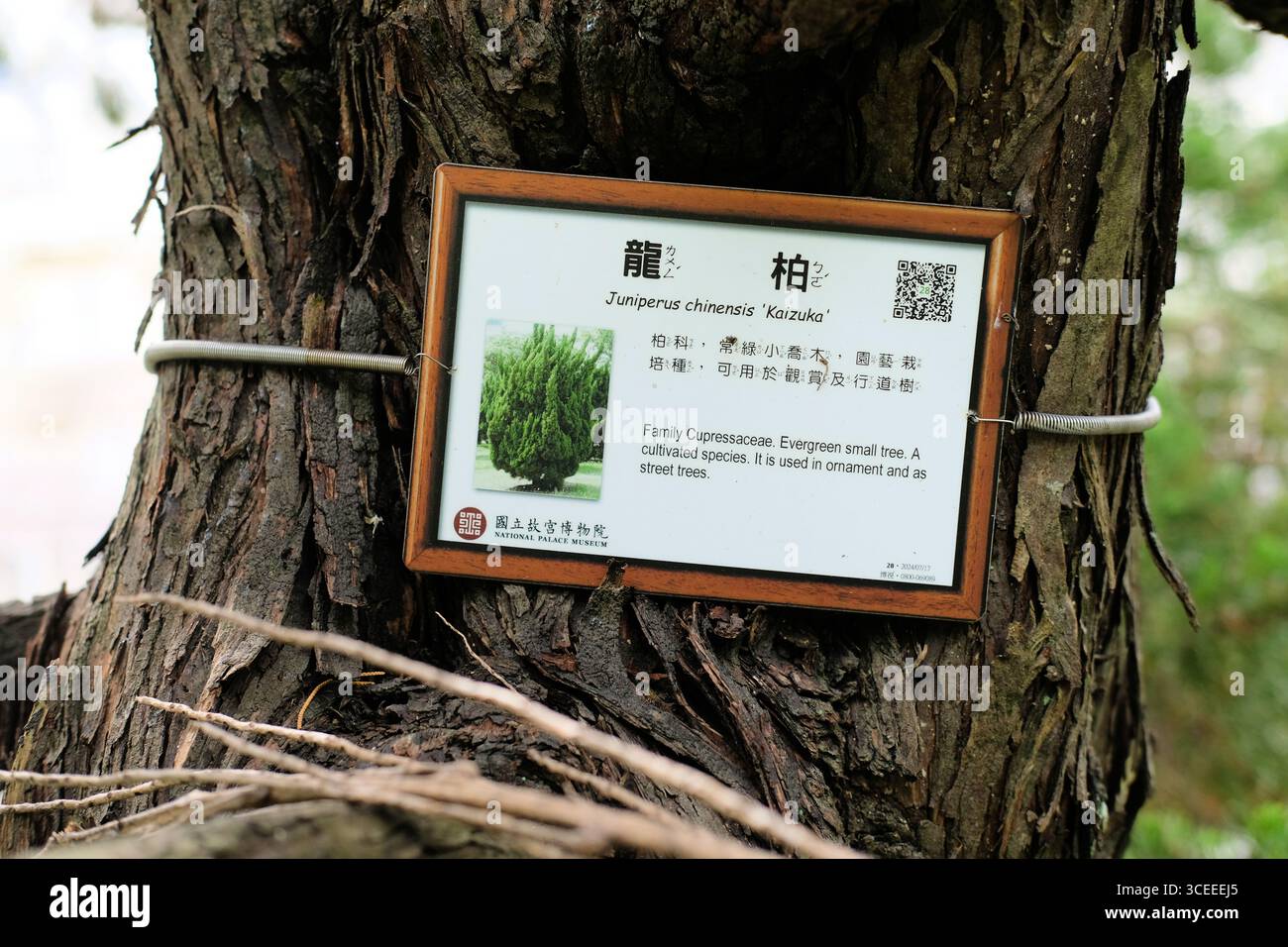 Plant identification card for Juniperus chinensis kaizuka (Chinese ...