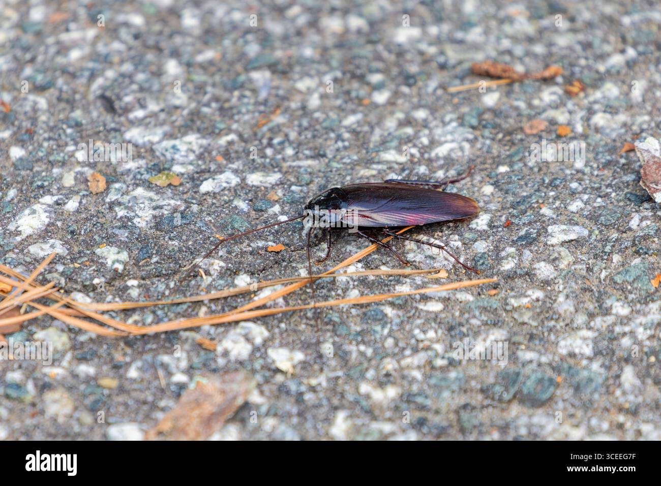 The American cockroach (Periplaneta americana) is the largest species ...