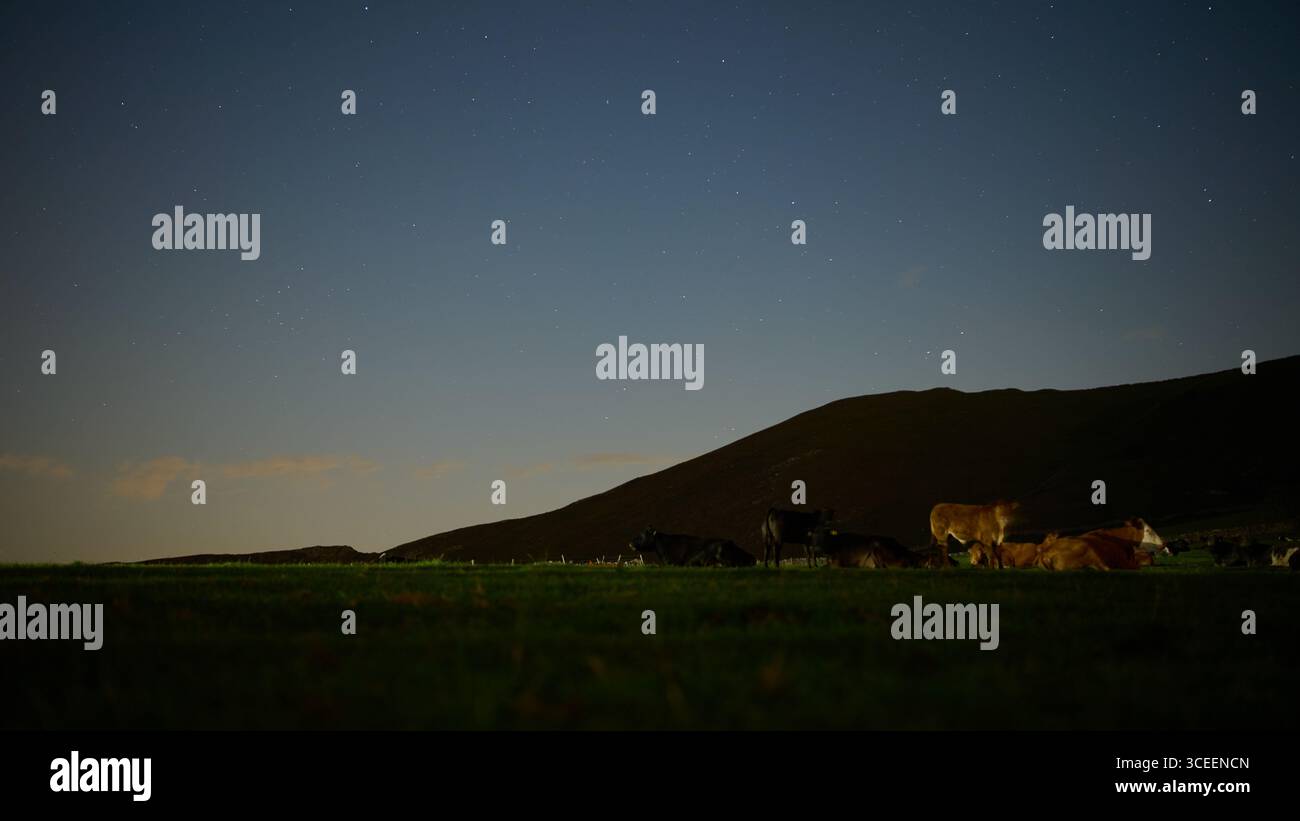 Long exposure night time image of stars over hill and fields and cattle ...