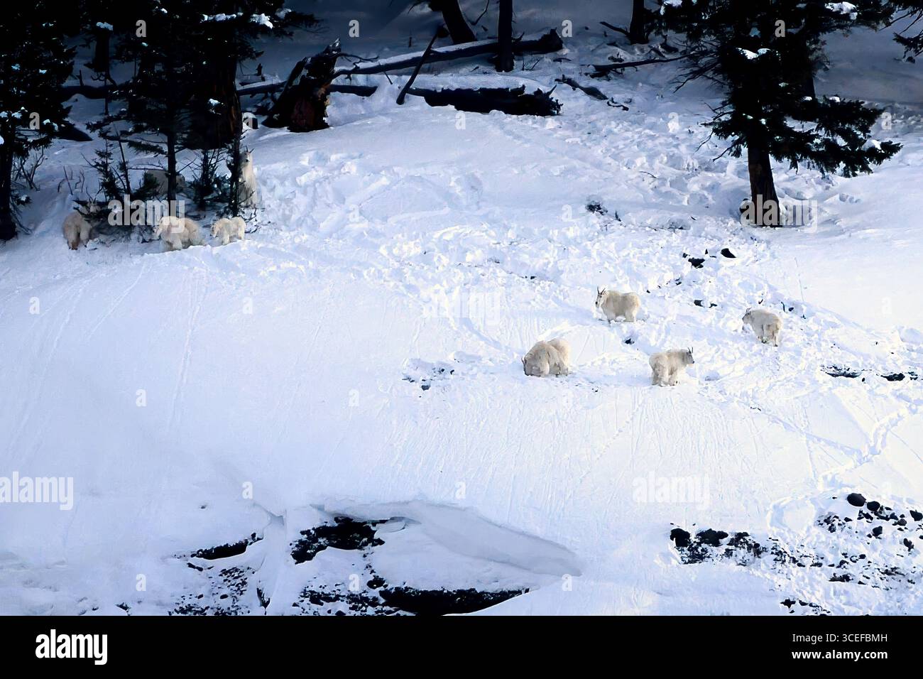 A herd of mountain goats (Oreamnos americanus) traverses a snowy ...