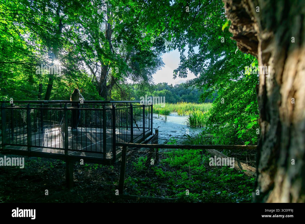 Woman on metal platform at Fauler See nature reserve in Berlin ...