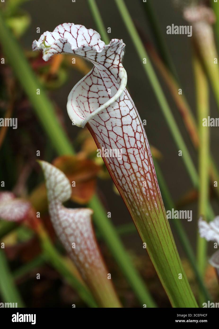 Carnivorous white topped pitcher plant red hi-res stock photography and ...