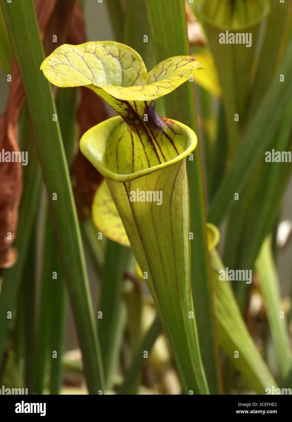 Yellow Pitcherplant, Sarracenia flava "Apalachicola", Sarraceniaceae ...