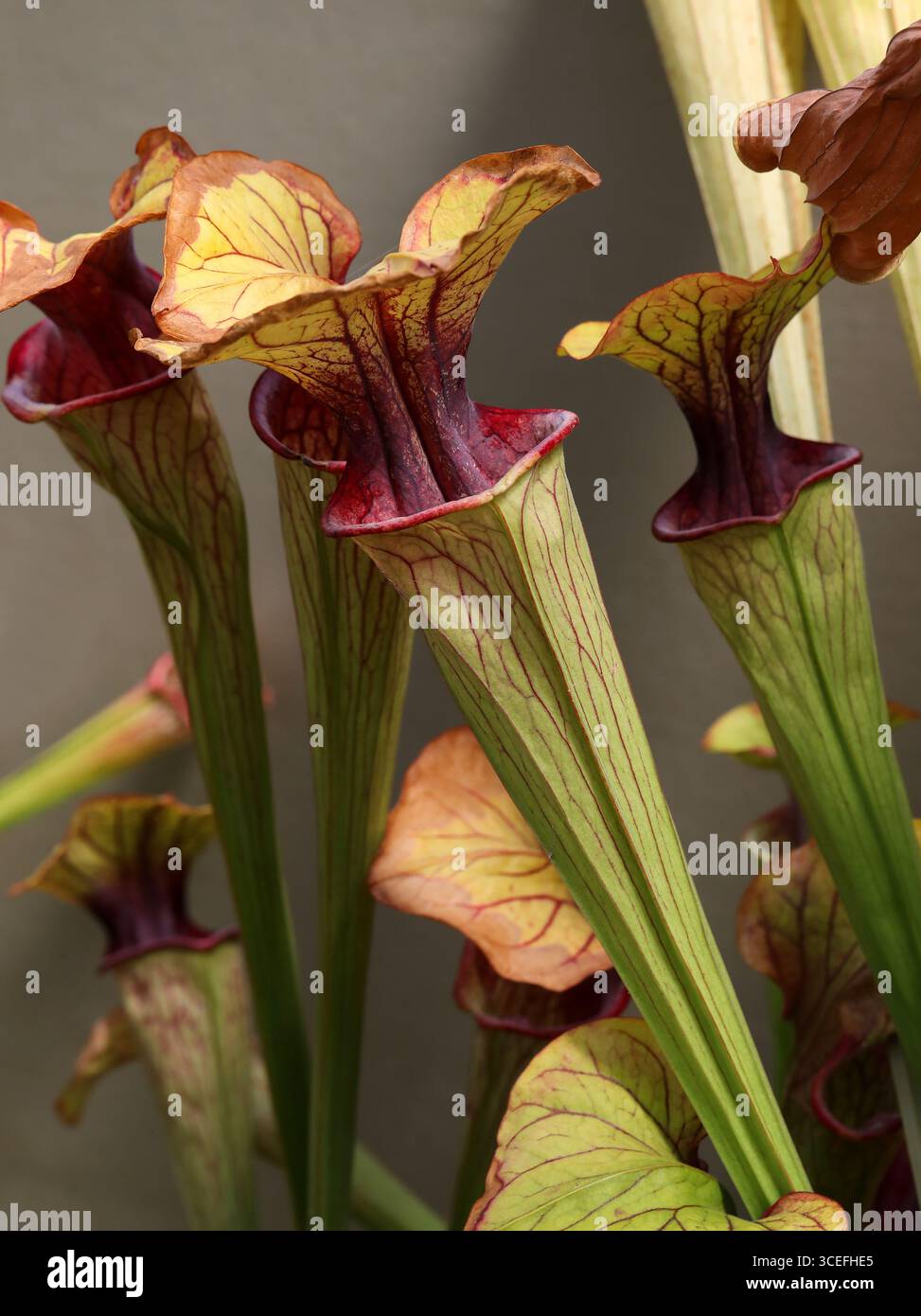 Yellow Pitcherplant, Sarracenia flava "Apalachicola", Sarraceniaceae ...