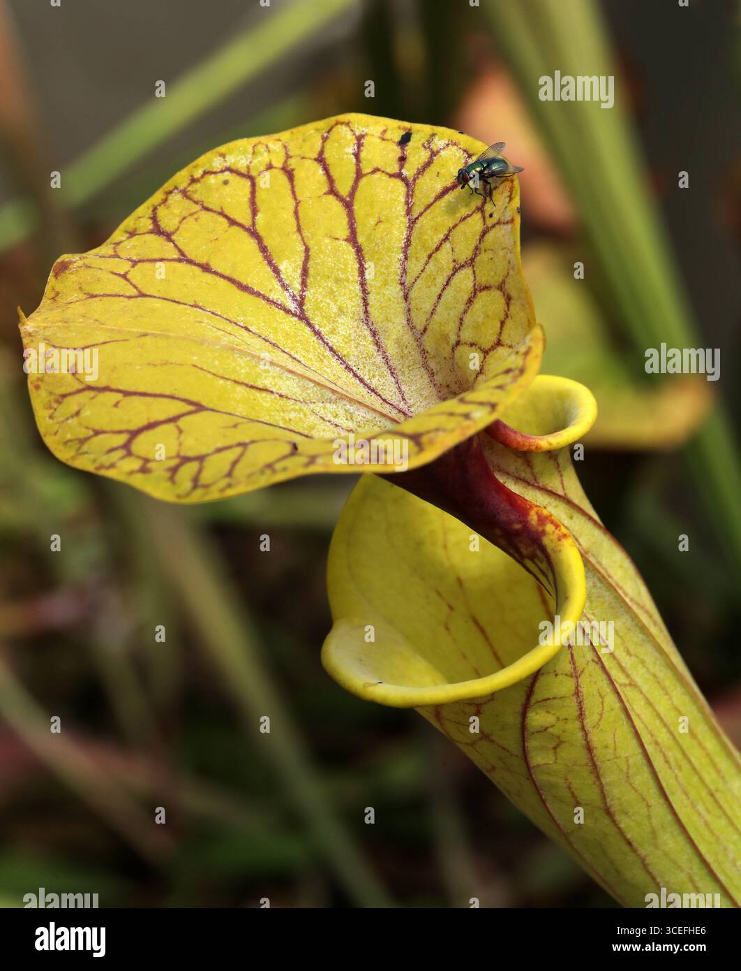 Sarracenia flava hi-res stock photography and images - Alamy