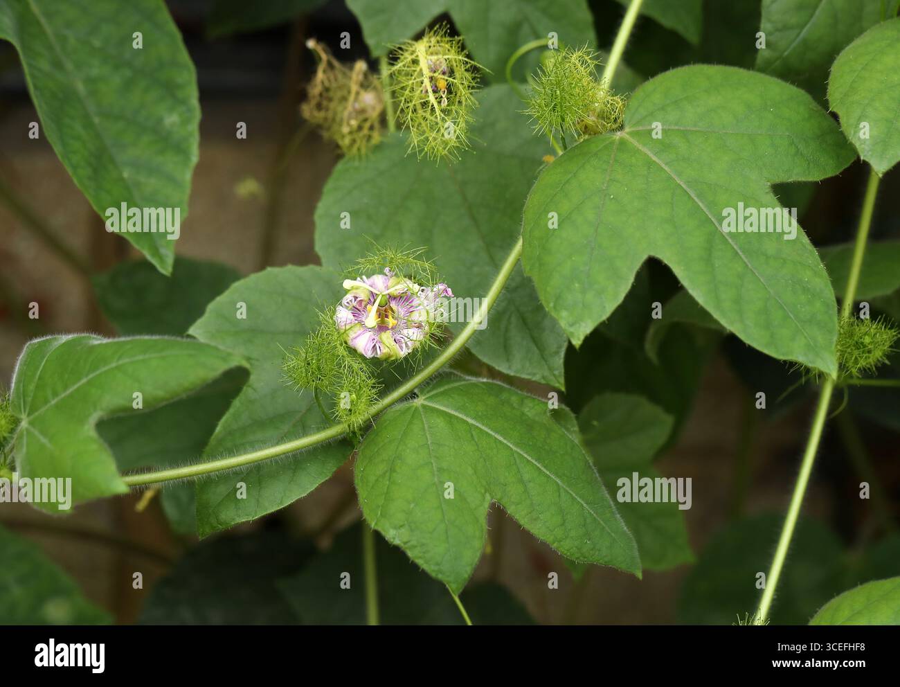 Passionflower leaves and fruit hi-res stock photography and images - Alamy