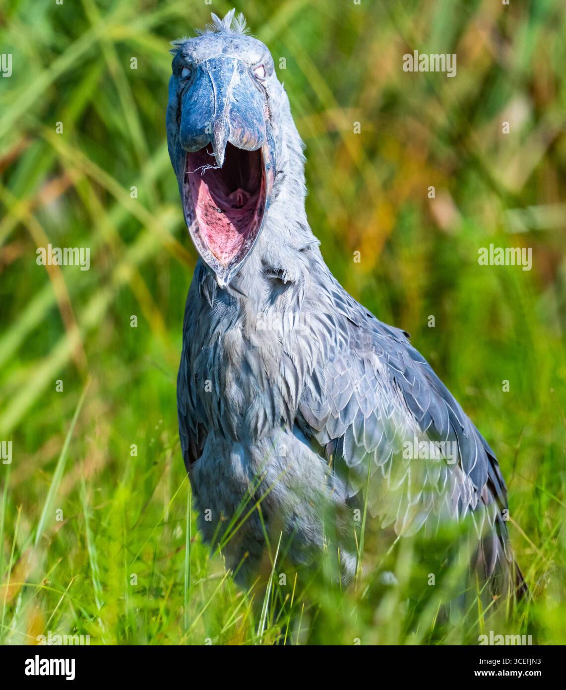 A wild Shoebill (Balaeniceps rex), with mouth wide open, standing in a ...