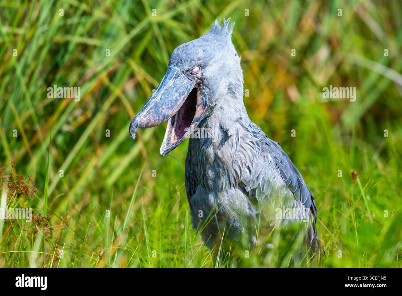 A wild Shoebill (Balaeniceps rex), with mouth wide open, standing in a ...