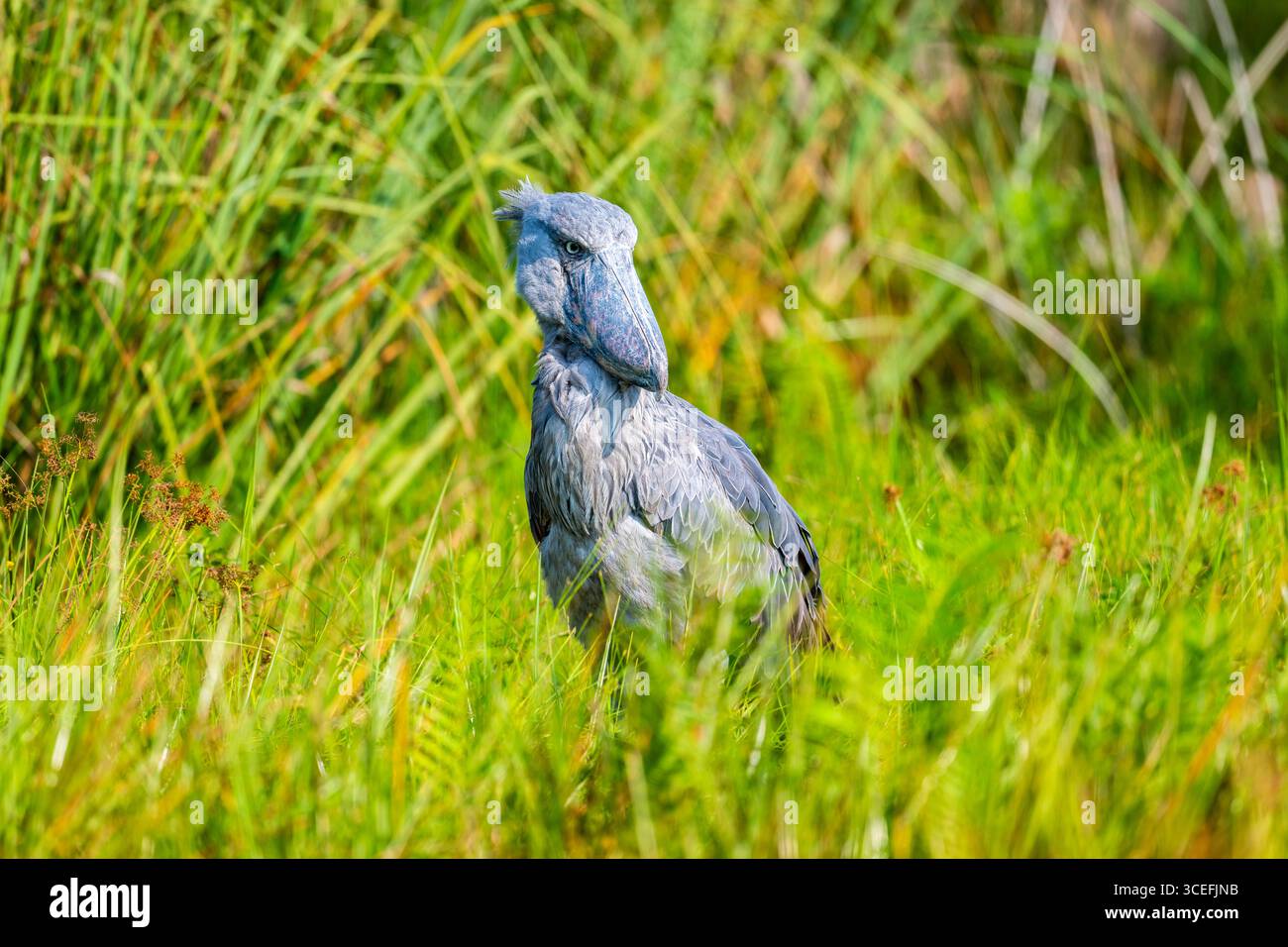 A wild Shoebill (Balaeniceps rex) standing in a papyrus field near Lake ...