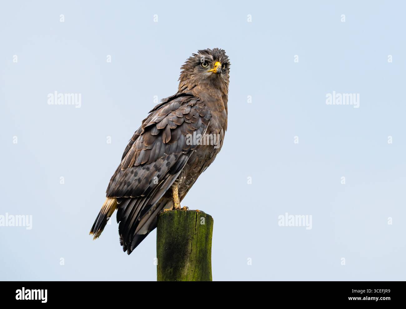 Circaetus cinerascens hi-res stock photography and images - Alamy