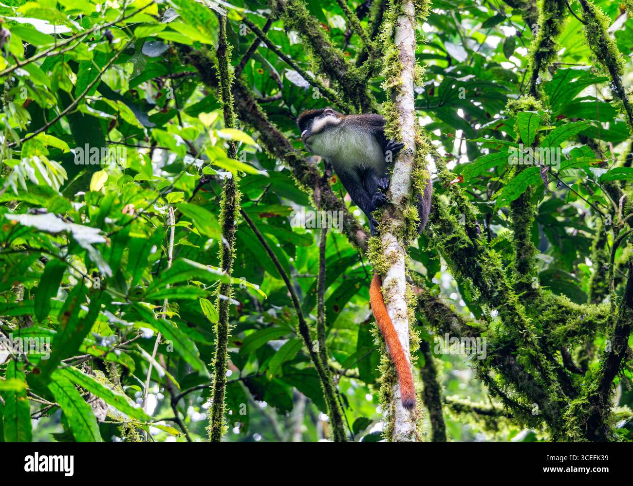 A Red-tailed Monkey (Cercopithecus ascanius) on a tree in forest ...