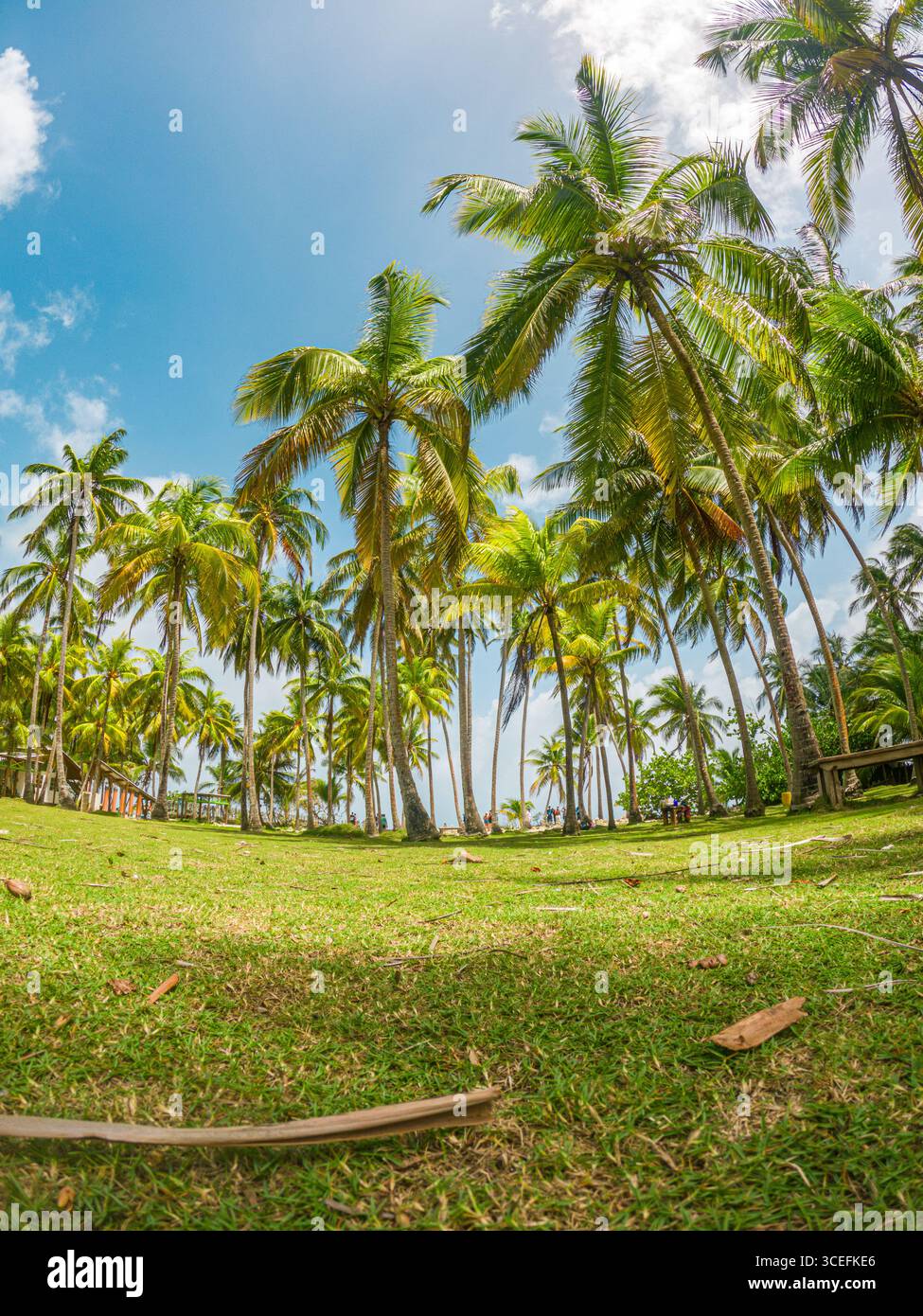 A vibrant scene showcasing lush palm trees and clear blue skies on San ...