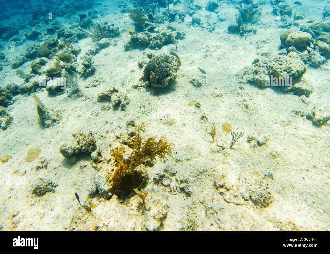 Vibrant underwater scene showcasing coral and marine flora in San ...