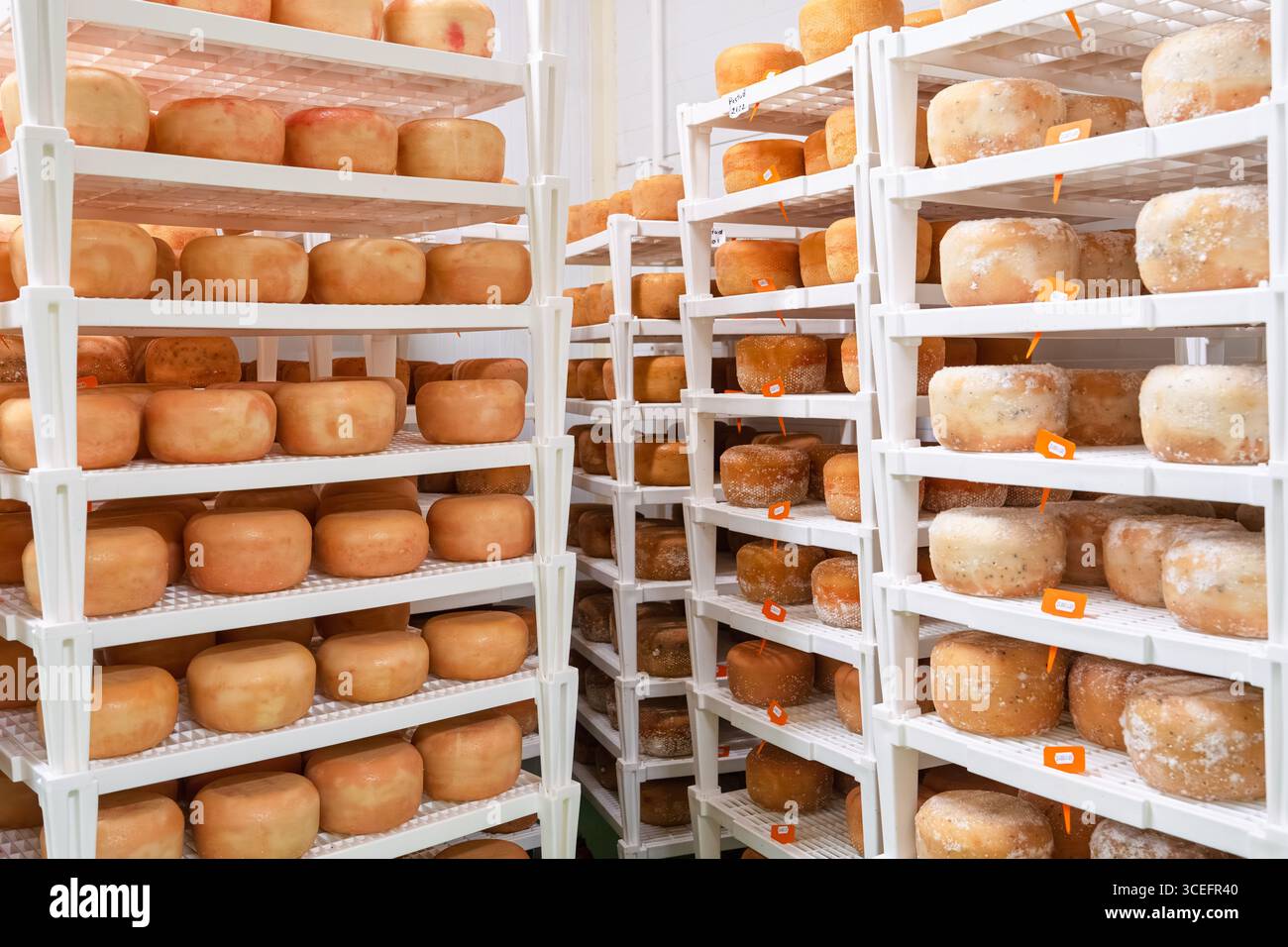 Maturing Cheeses on Shelves in Aging Room, Traditional Manufacturing ...