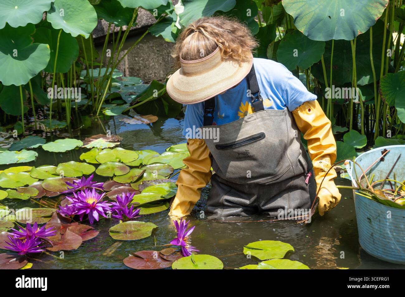 Atlanta botanical garden ornamental pond hi-res stock photography and ...