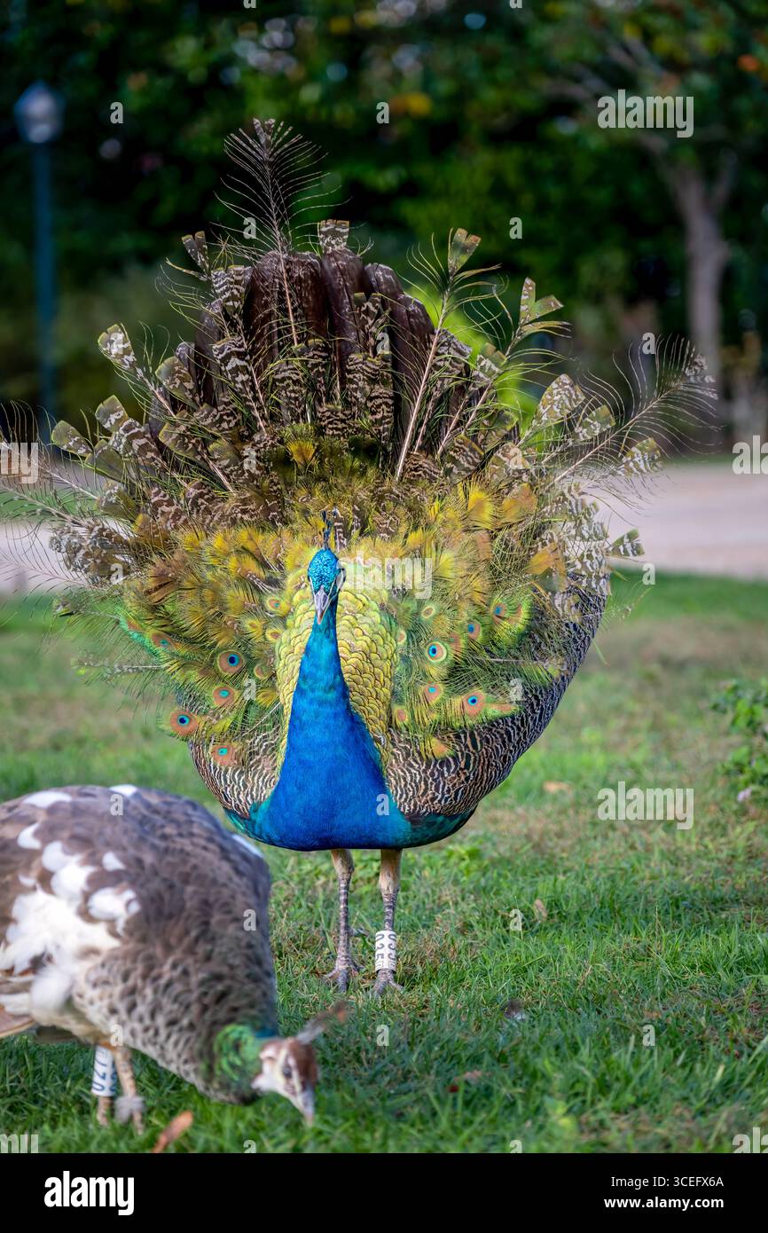 Brilliant Blue Peacock Displays Feathers While Peahen Forages Nearby ...