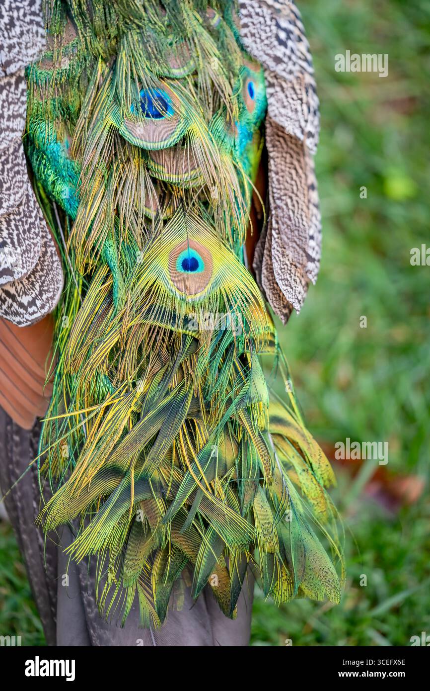 Detailed View of Peacock's Vibrant Tail Feathers With Distinctive Eye ...