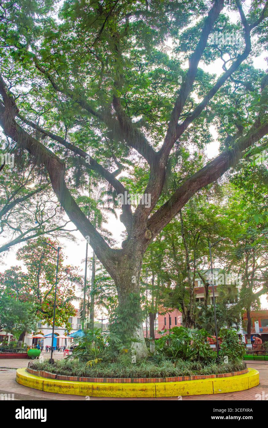 A stunning tree in Villeta, Cundinamarca, Colombia, surrounded by ...