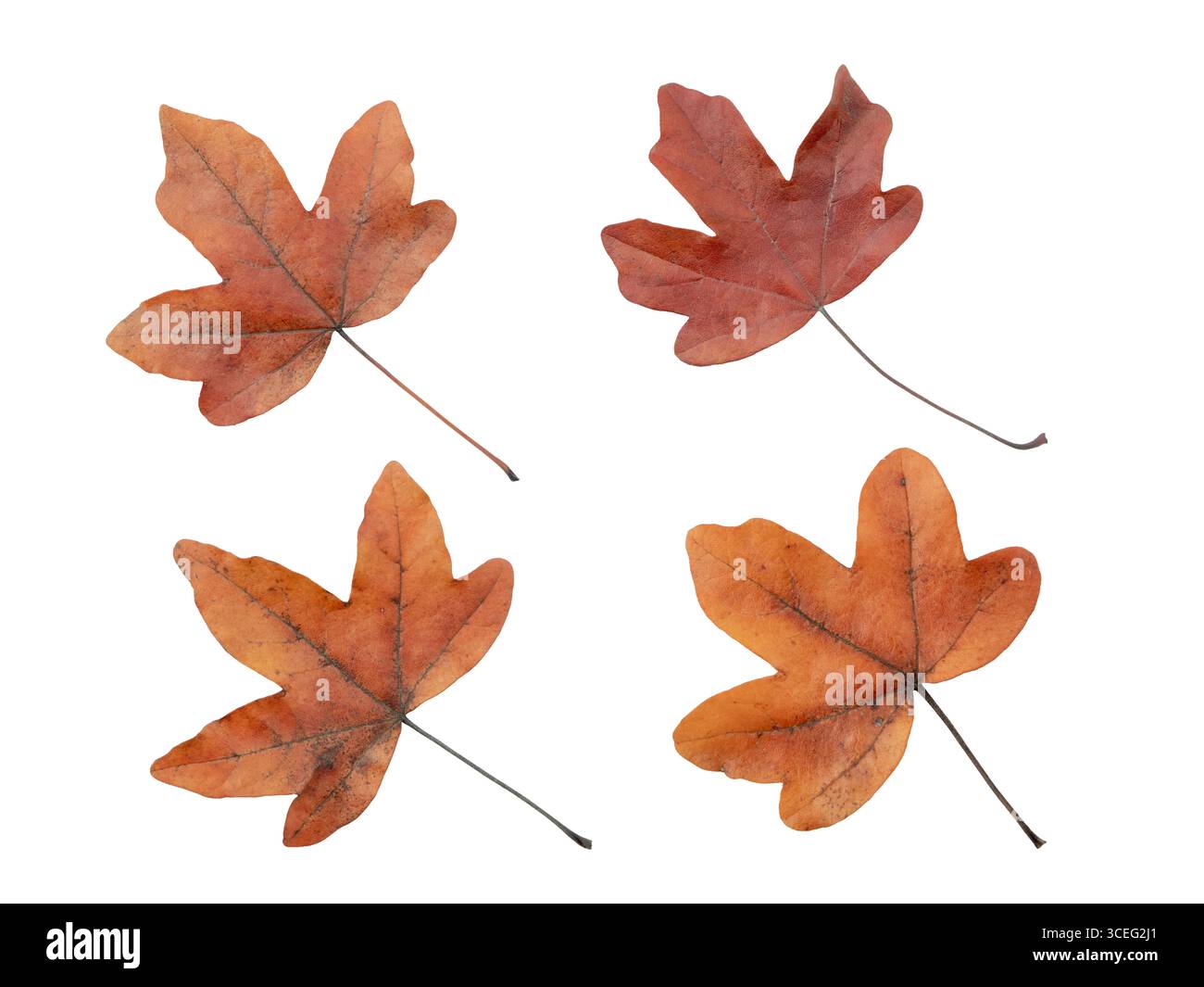 Set of brown dried autumn maple leaves isolated on white background ...