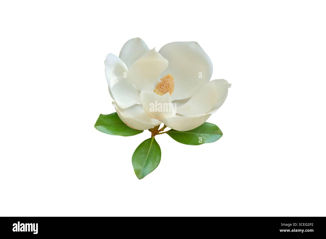 White magnolia grandiflora flower with shiny green leaves, isolated on ...