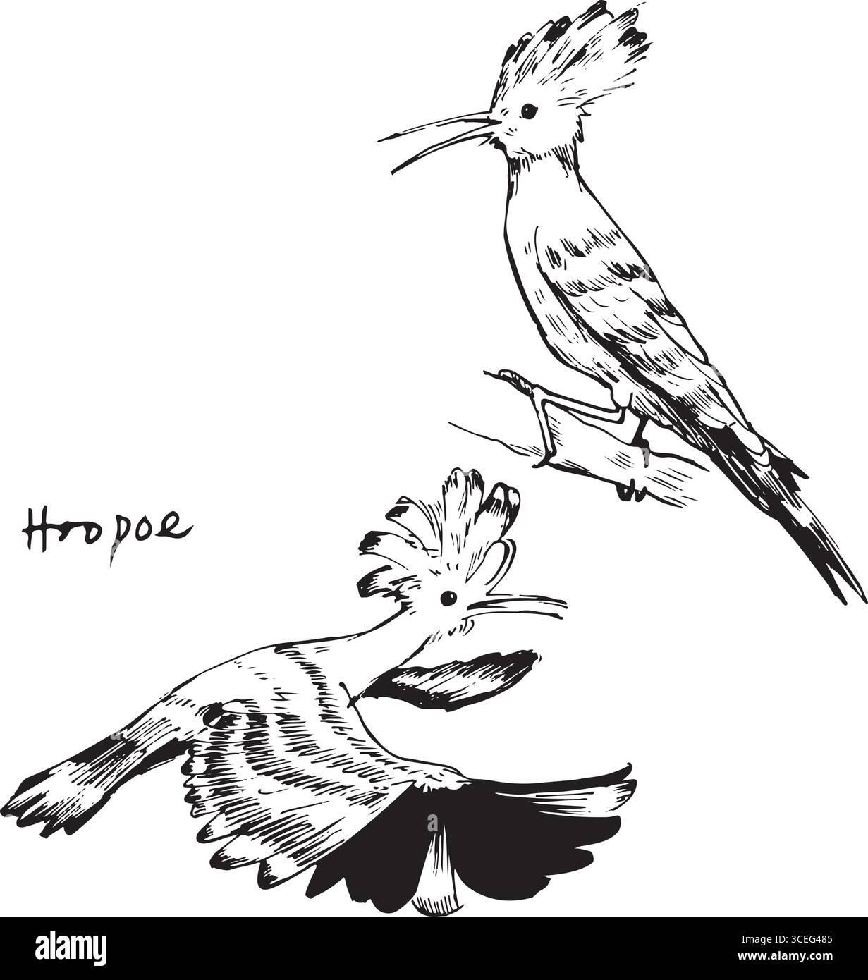 Bird movement ecology Black and White Stock Photos & Images - Alamy