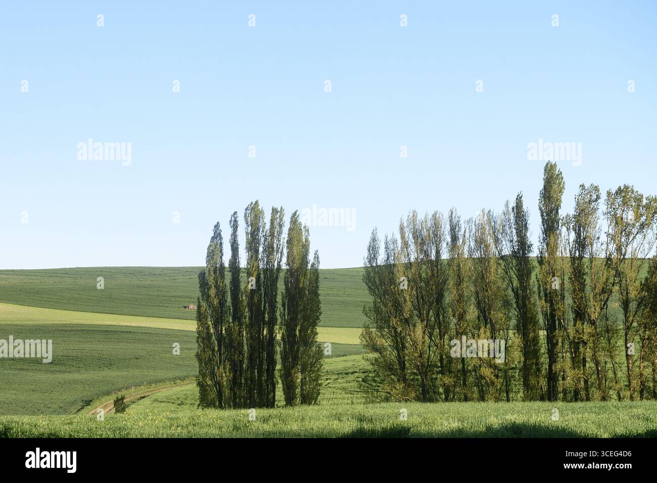 Poplar trees standing in green fields with open farmland and blue sky ...
