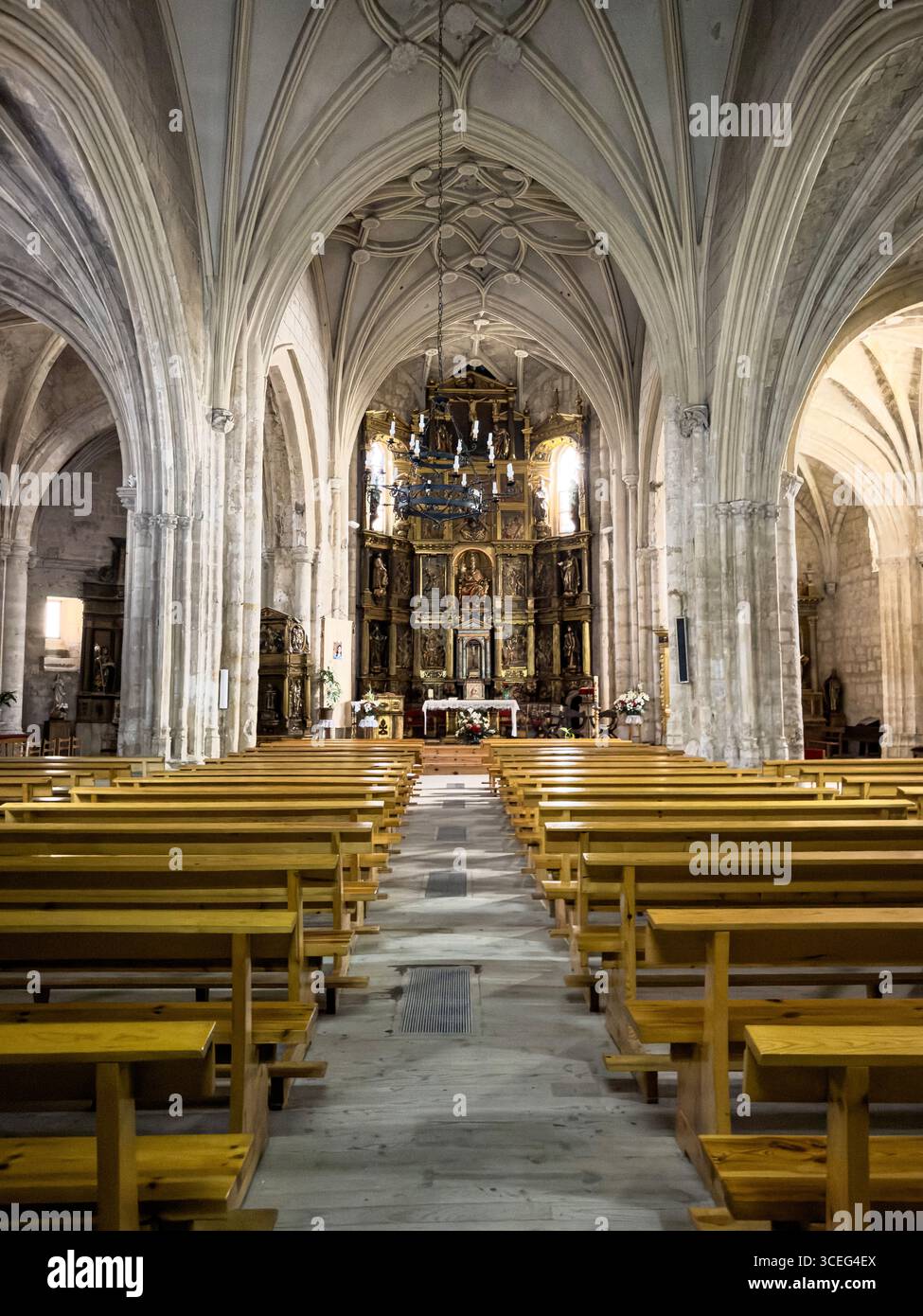 Gothic church interior with high ribbed vaults, wooden pews and ...