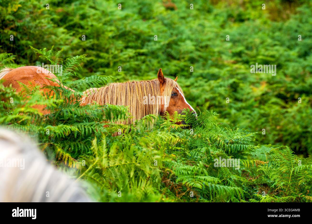Living among greenery hi-res stock photography and images - Alamy
