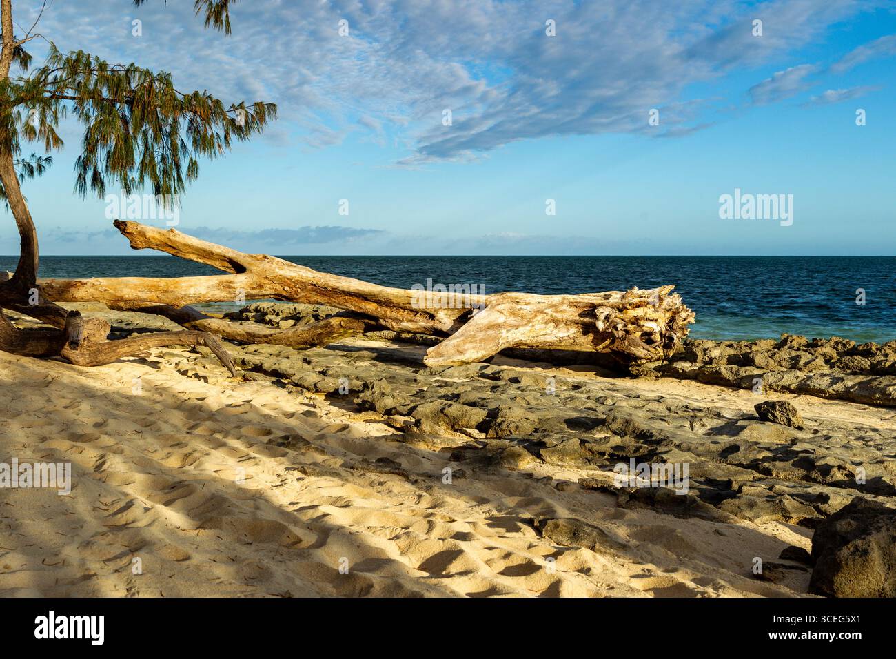 large tree log washed up beach white sand peaceful shoreline blue ocean ...