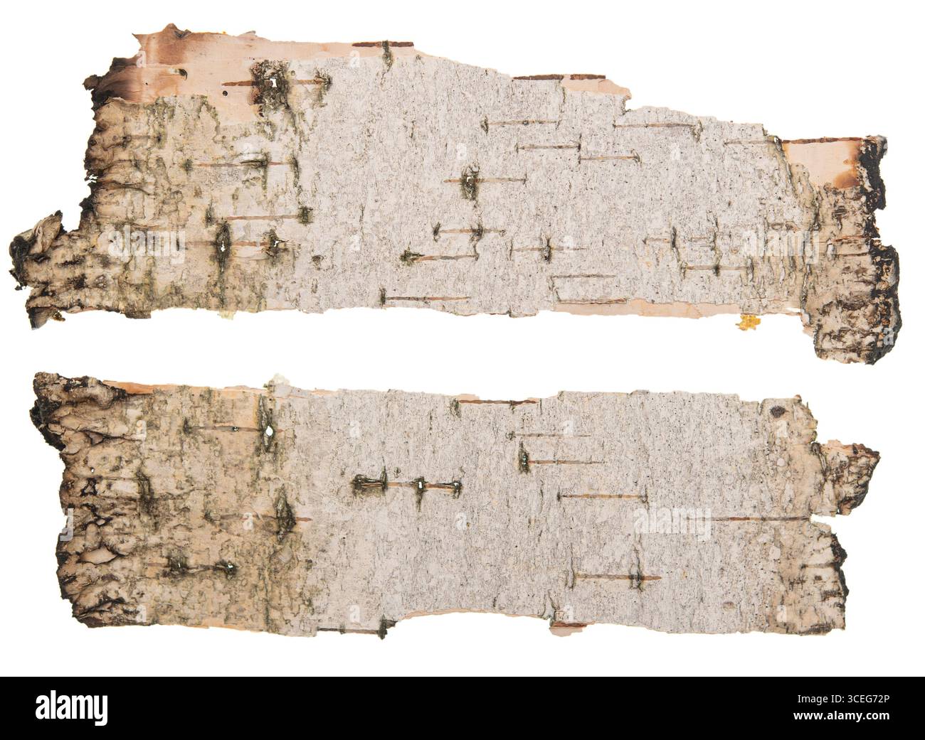 Birch bark manuscript hi-res stock photography and images - Alamy