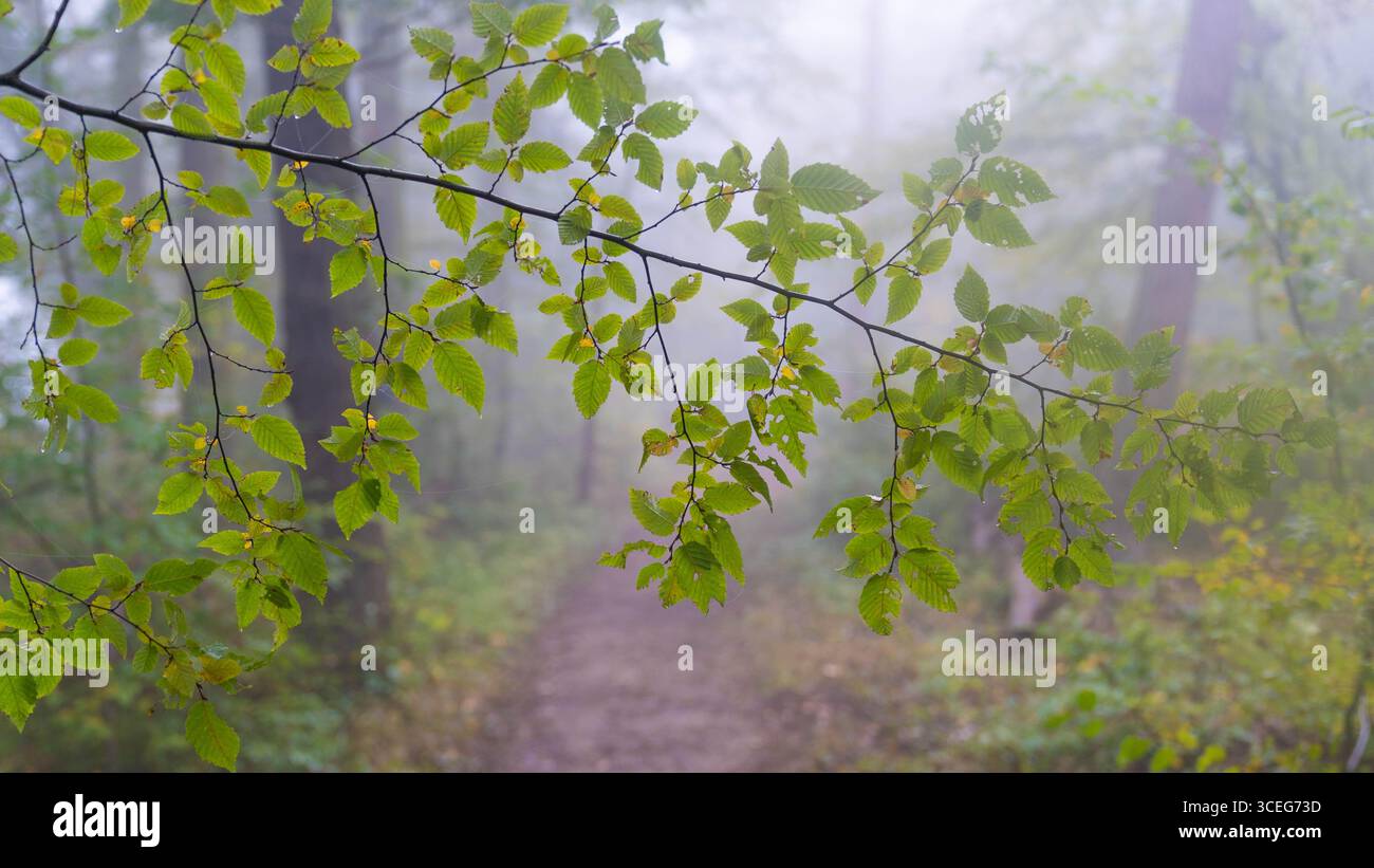 Mystic Forests of Germany with interesting Lights Stock Photo - Alamy