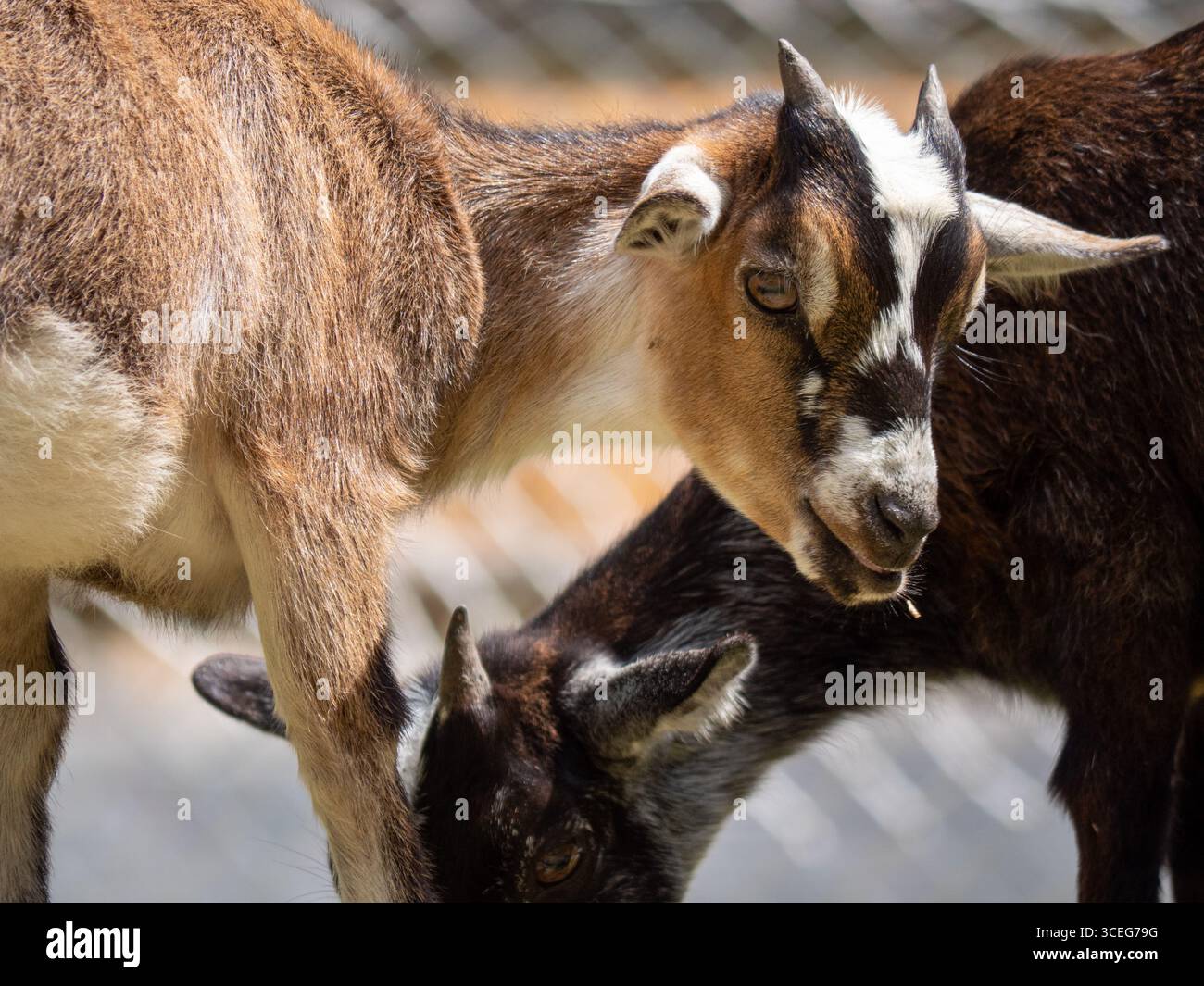 Portrait two beautiful goats hi-res stock photography and images - Alamy