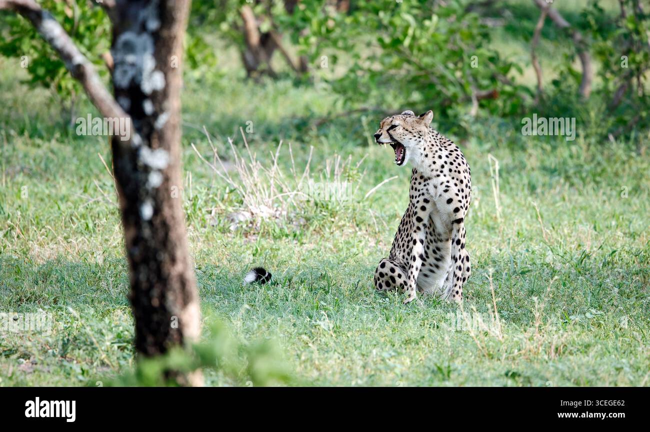 Female cheetah relaxed in the grass hi-res stock photography and images ...
