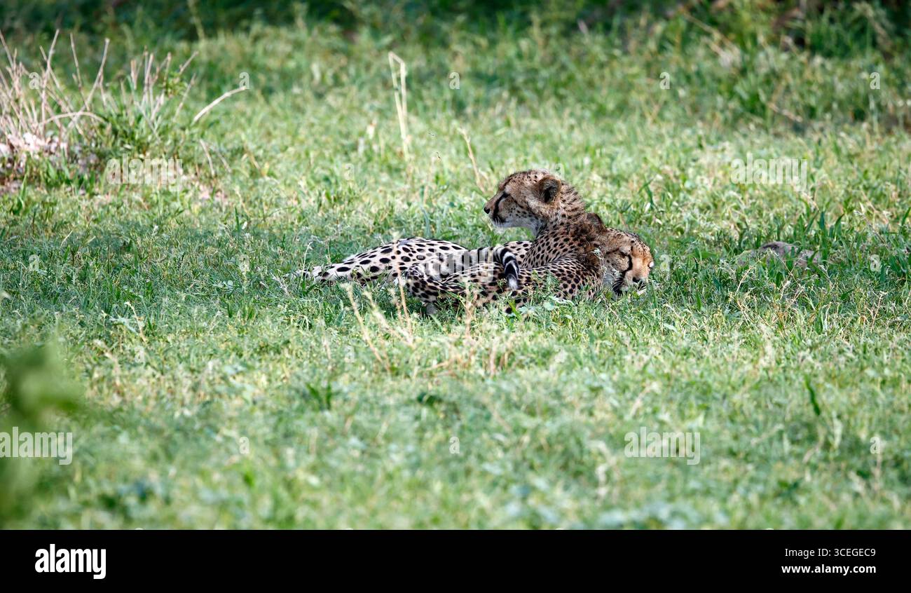 Female cheetah relaxed in the grass hi-res stock photography and images ...