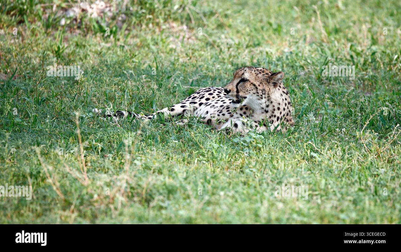 Female cheetah relaxed in the grass hi-res stock photography and images ...
