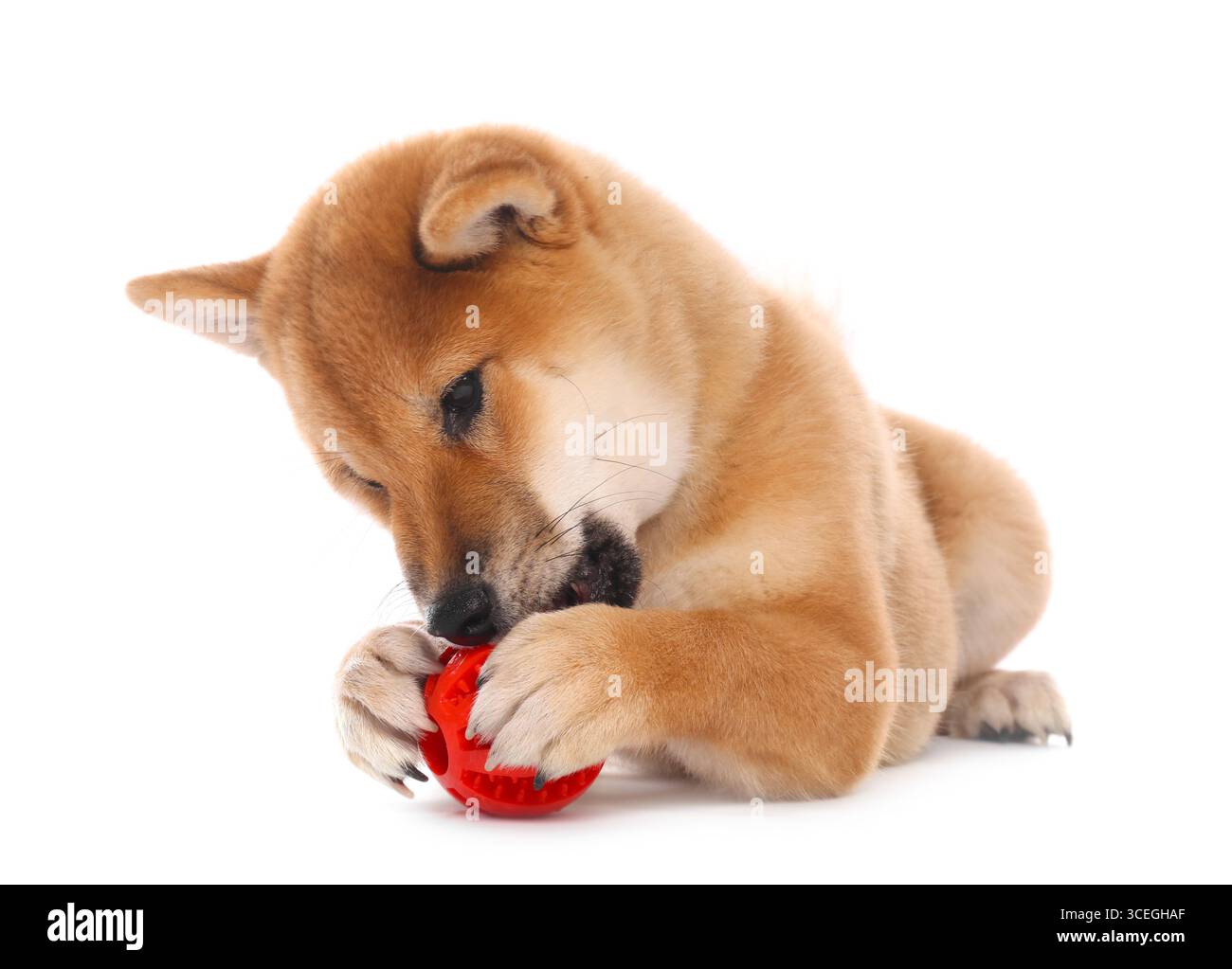 Cute Shiba Inu puppy playing with ball on white background Stock Photo ...