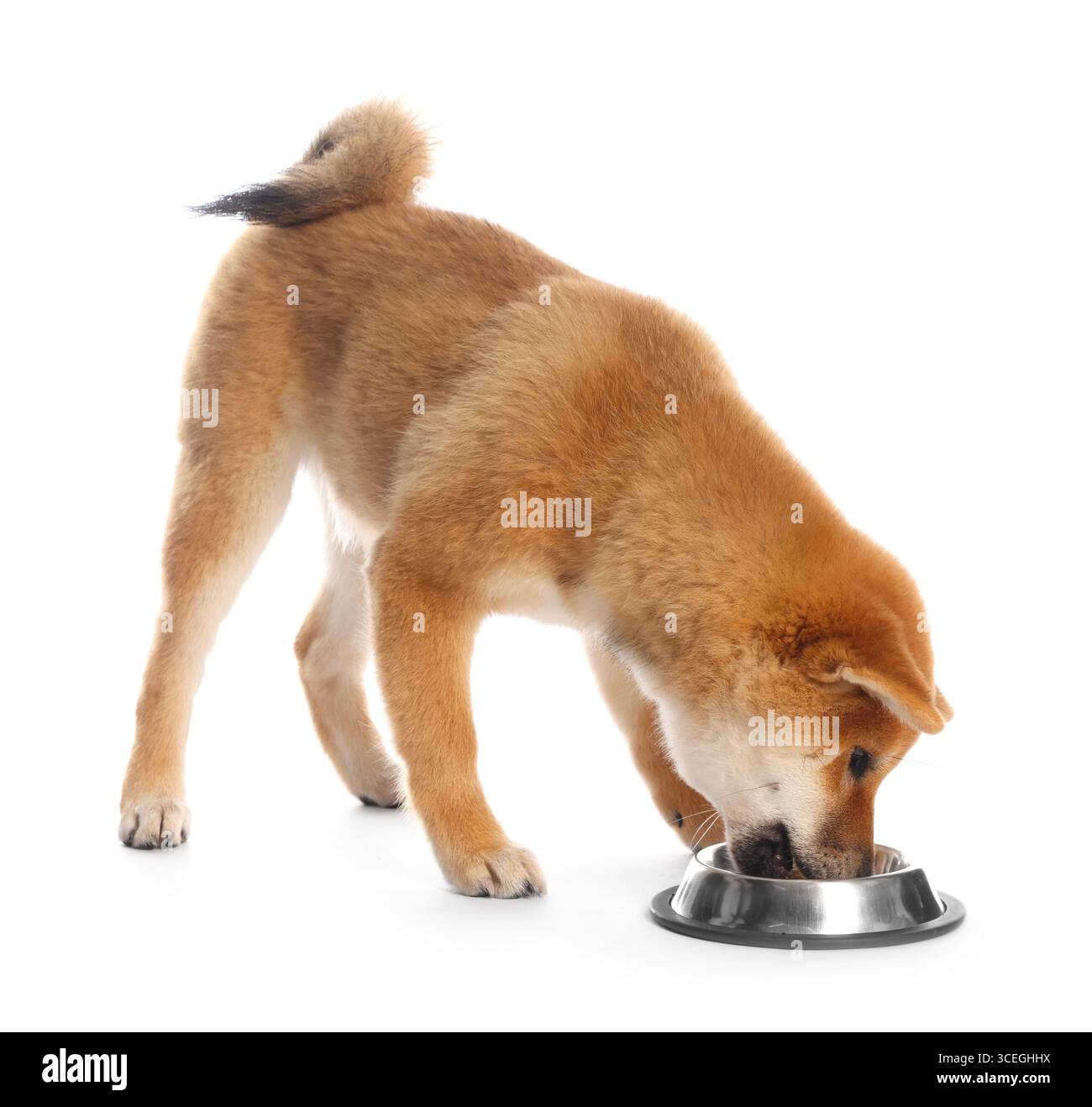 Cute Shiba Inu puppy eating dog food from feeding bowl on white ...