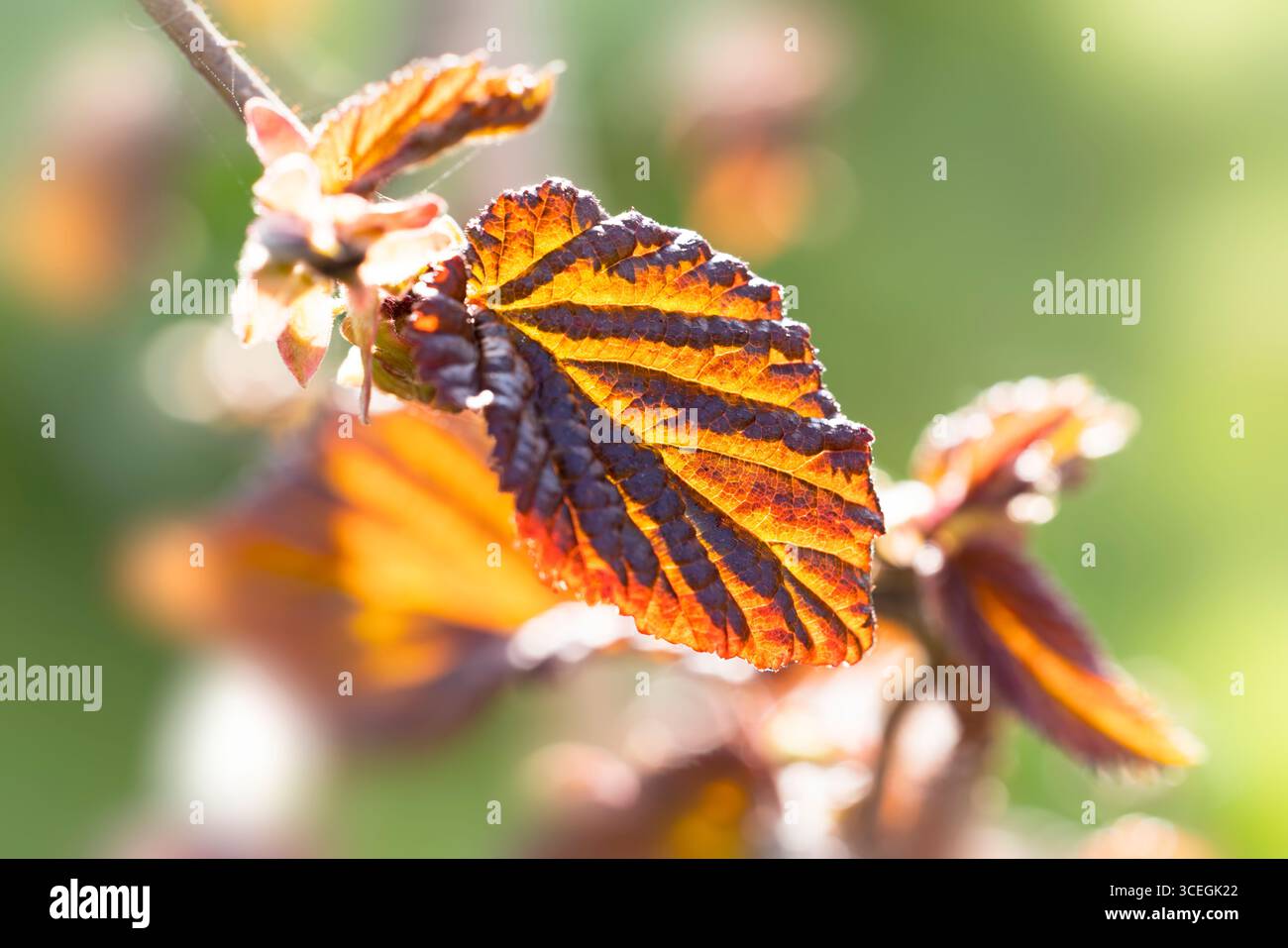 Red Majestic twisted hazel in morning light Stock Photo - Alamy
