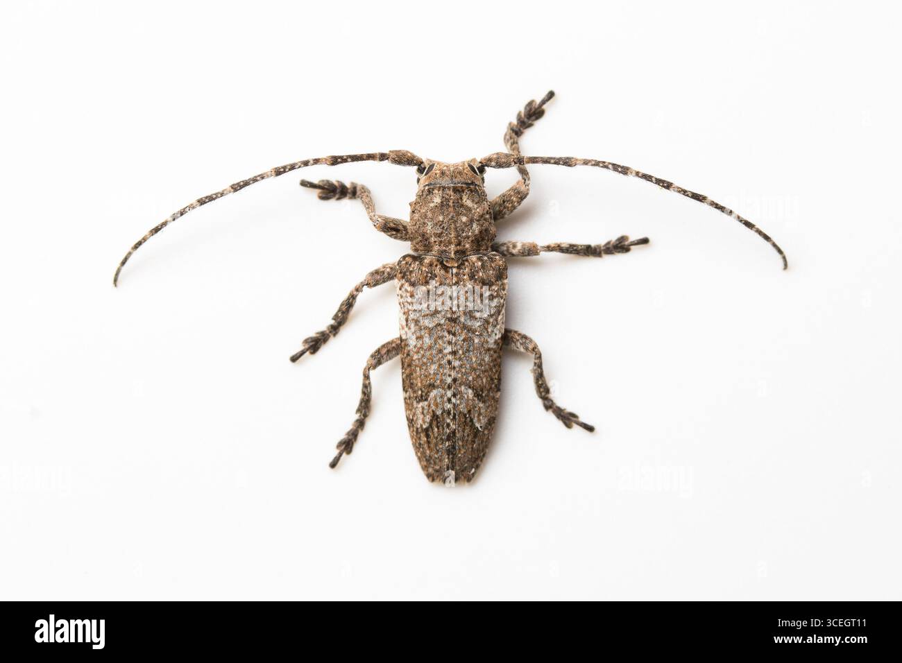 Insect insects behavior Cut Out Stock Images & Pictures - Alamy