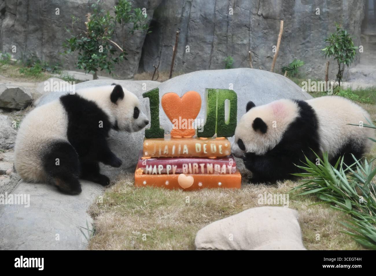 **CHINESE MAINLAND, HONG KONG, MACAU AND TAIWAN OUT** Giant pandas Jia ...
