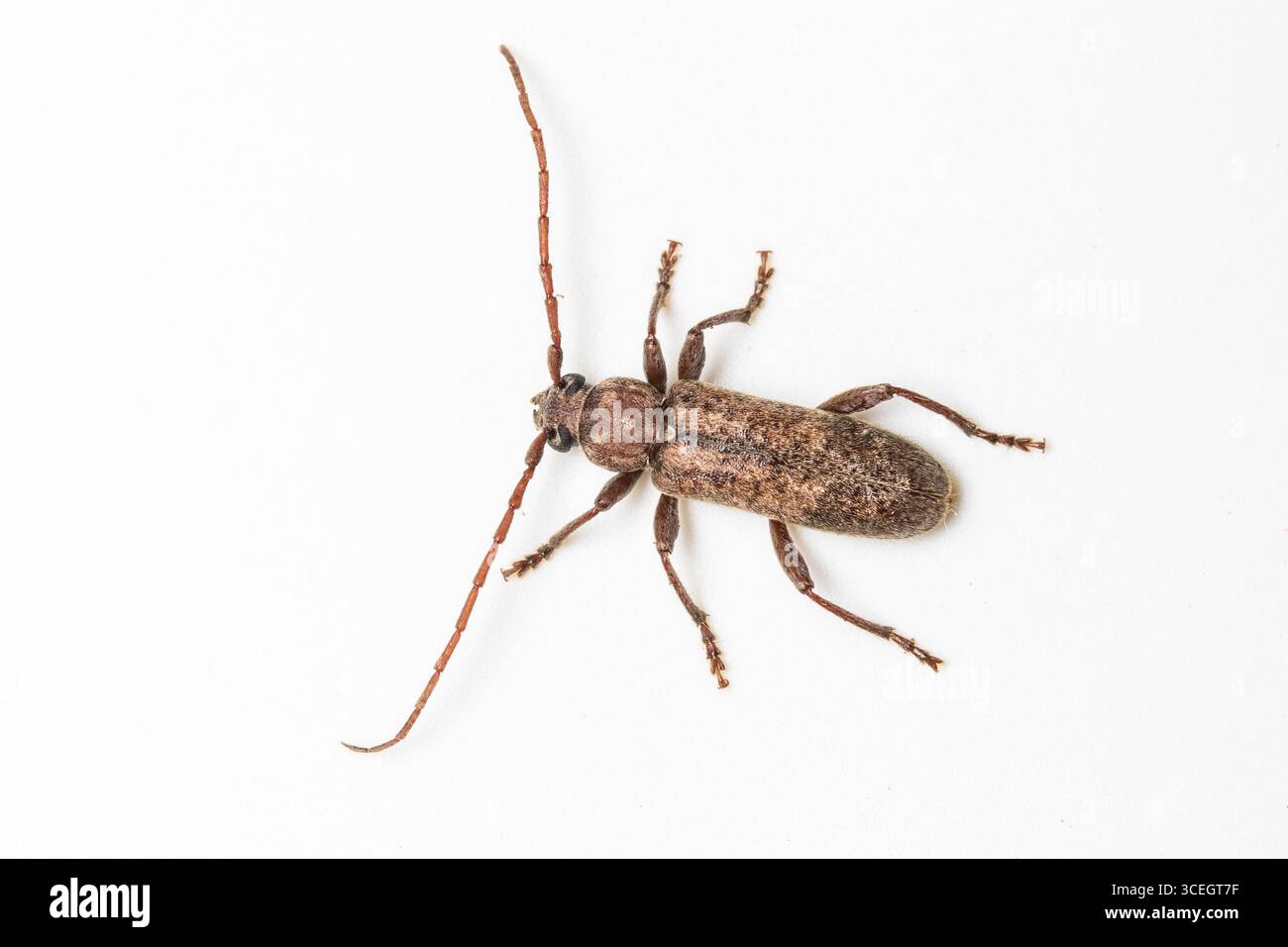 Exotic animal behavior Cut Out Stock Images & Pictures - Alamy